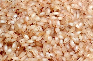 Aishwarya Overseas Exporters